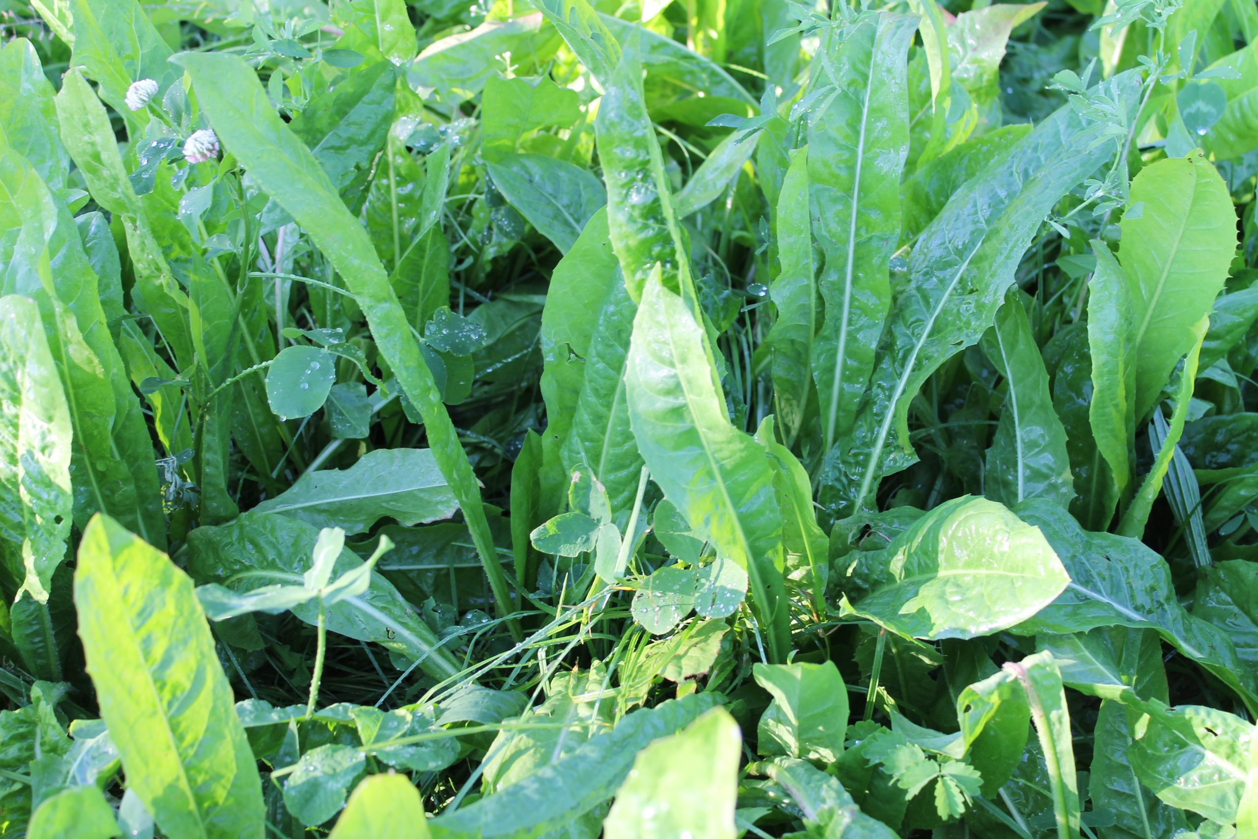 Cichorei Bladtype - Pelgrum Vink Materialen B.V.