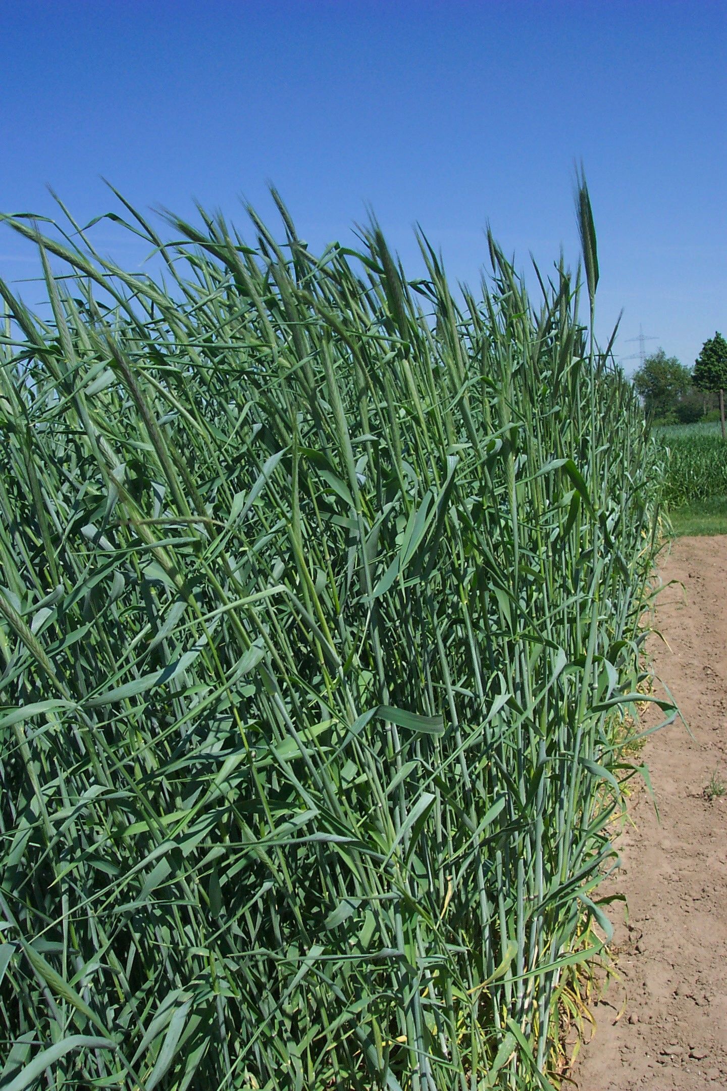 Winterrogge/Bladrogge - Pelgrum Vink Materialen B.V.