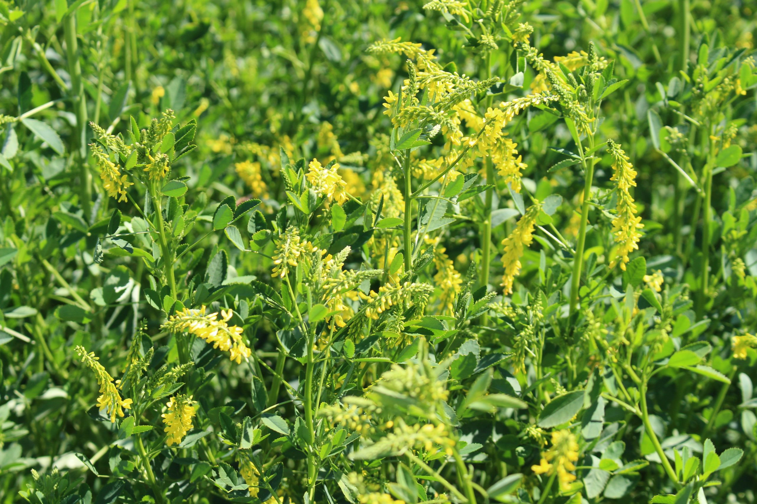 Gele honingklaver - Pelgrum Vink Materialen B.V.