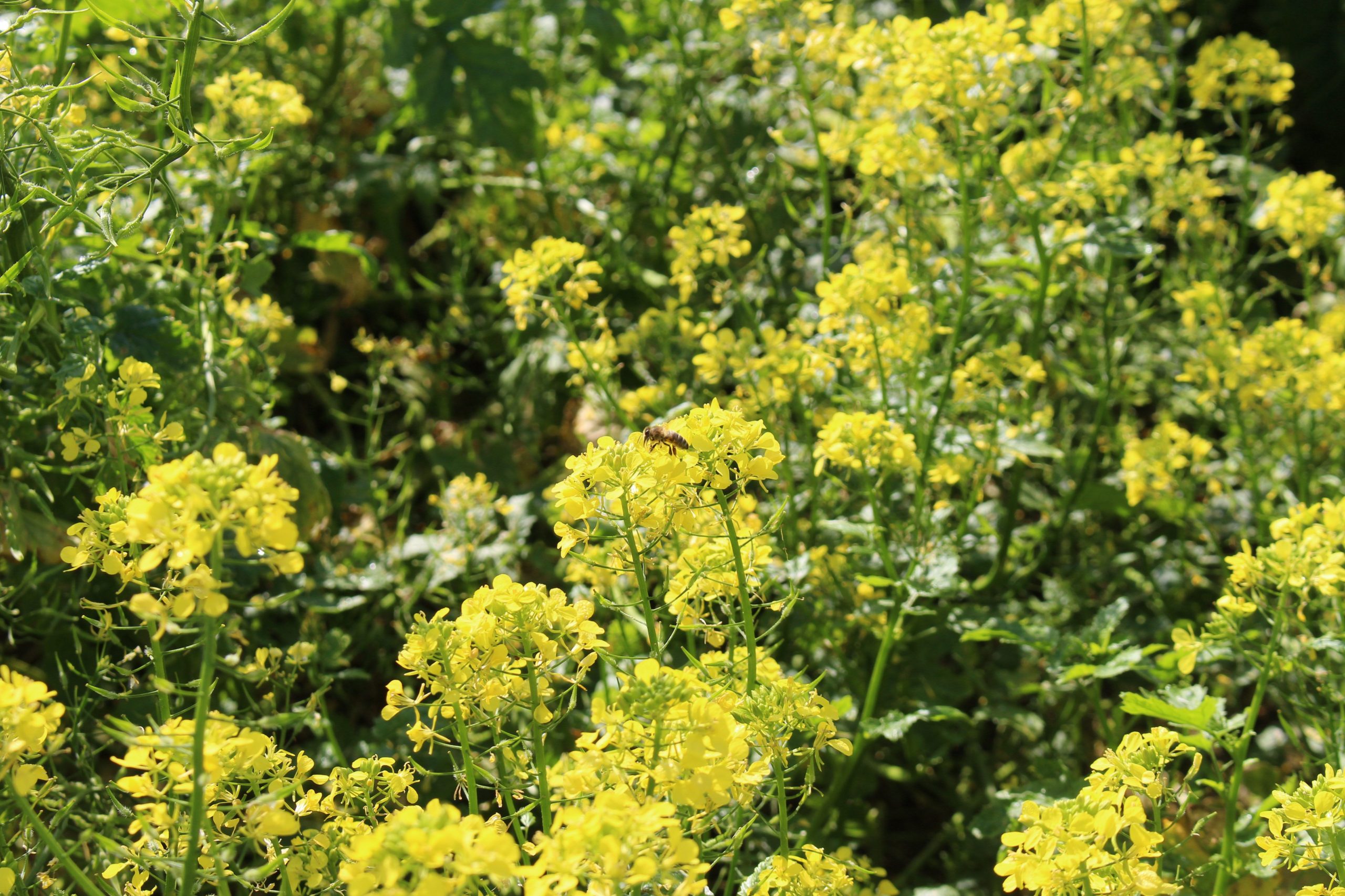 Gele mosterd - Pelgrum Vink Materialen B.V.